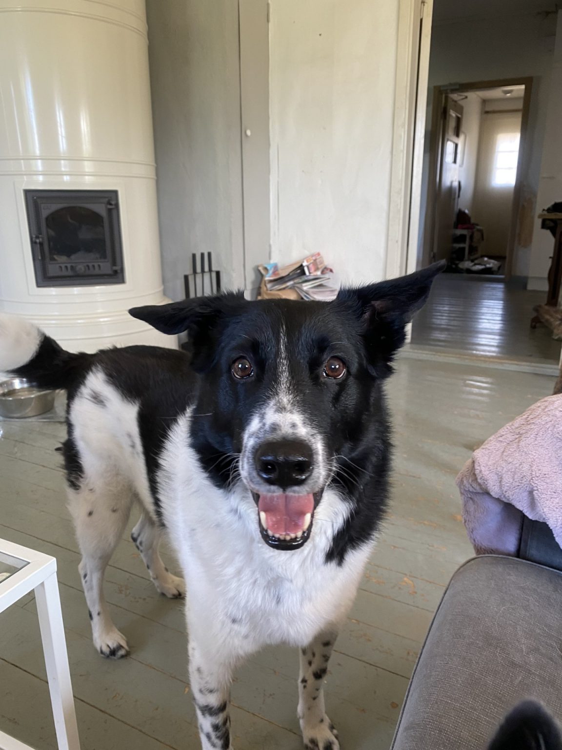 Koirat – KSESY kodittomat